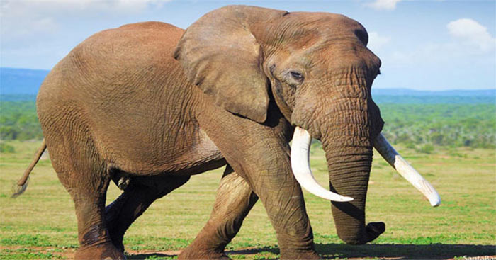 Tả con voi trong vườn bách thú (19 mẫu) - Tập làm văn lớp 4