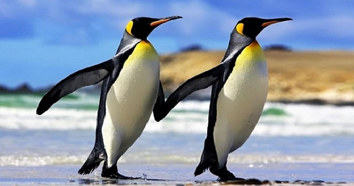 Tả về con chim cánh cụt (18 mẫu)