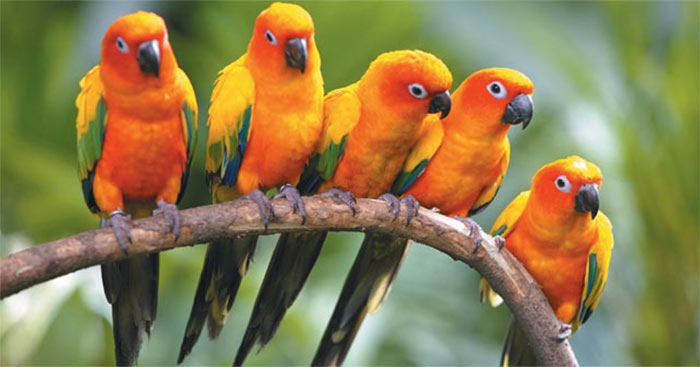 TOP 10 bài văn Tả con vẹt lớp 4 hay nhất