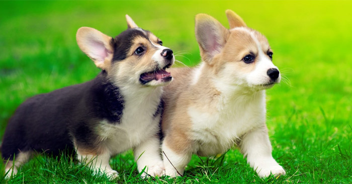 Tả con chó bằng tiếng Anh đơn giản ngắn (13 Mẫu)