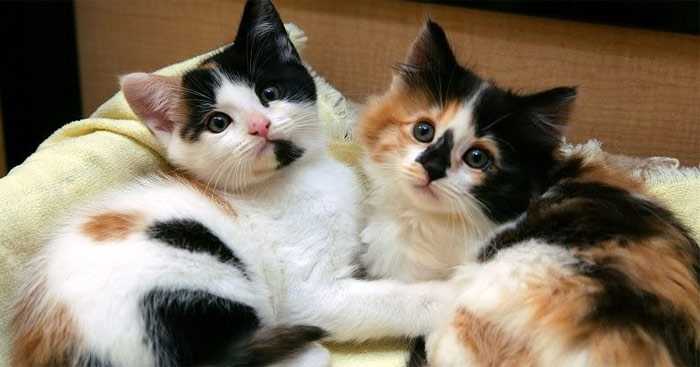 Tả con mèo bằng tiếng Anh ngắn gọn (8 Mẫu)