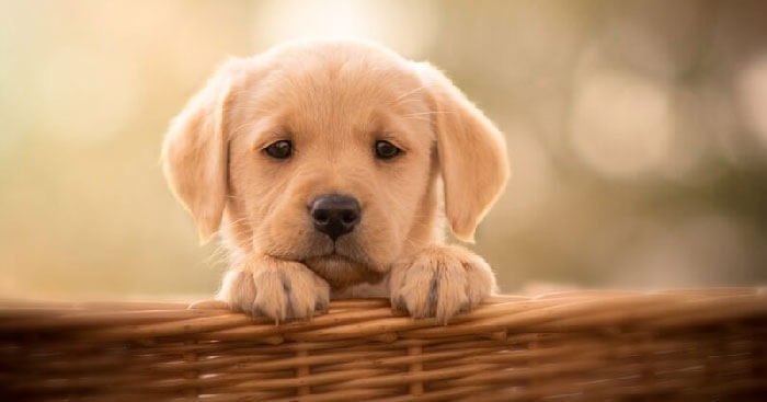 Đoạn văn tả con chó (28 mẫu) - Bài văn tả con chó lớp 3