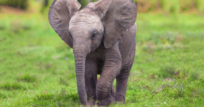 Ông Một - Vũ Hùng