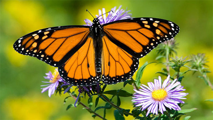 Giáo án Tìm hiểu về loài bướm