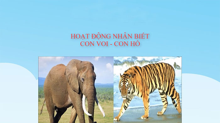 Giáo án: Nhận biết con voi con hổ
